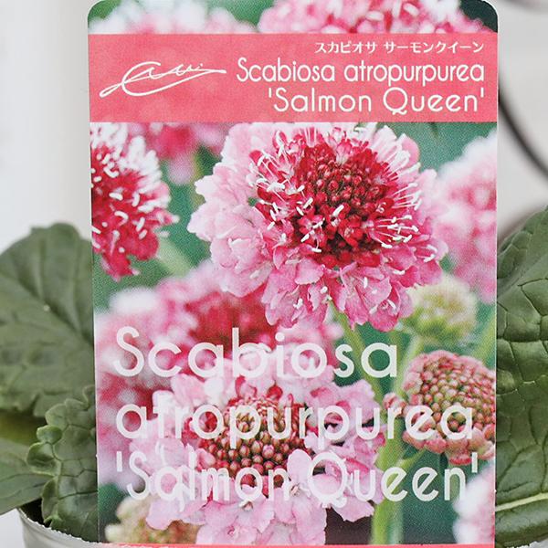 花苗 スカビオサ サーモンクイーン 3号(9cm)です。華やかなサーモンピンク色の大きめの花を咲かせ、可愛らしく印象的なスカビオサです。花色に濃淡があり気温により色の変化もございます。細長い茎をスラっと伸ばし丸い花をふんわり咲かせます。主に...