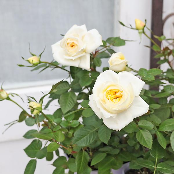 花苗 ミニバラ フレグランス 3.5号(10.5cm)です。優しいクリームイエローの良い香りが漂う芳香性ミニバラです。四季咲き性で気温さえ合えばよく咲きます。伸びすぎたら半分〜3分の1ほど切り戻しをします。春から秋の気温の高い時期は成長も早...