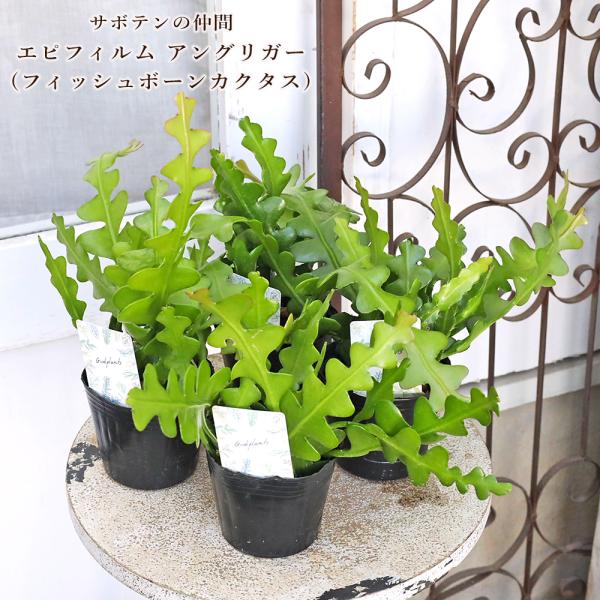 観葉植物 エピフィラム アングリガー フィッシュボーンカクタス 3号(9cm)です。＊画像の陶器は別売り肉厚の葉は、魚の骨のようにジグザグした形のユニークで個性派のエピフィラム アングリガー。別名：フィッシュボーンカクタス、ジグザグカクタス...