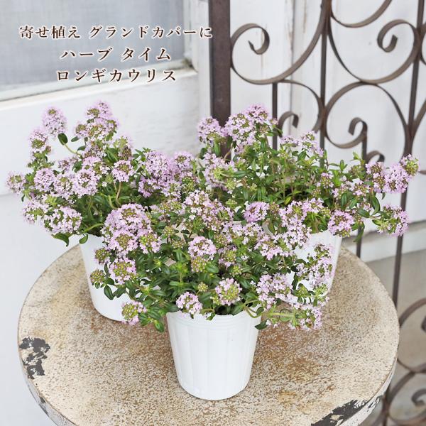 草花苗 ハーブ タイム ロンギカウリス 2.5号(7.5cm)です。春から初夏にピンクの花が咲く、香り爽やかなタイム ロンギカウリスです。耐寒性、耐暑性、乾燥に強く、丈夫で、生育がとても速く這うように広がります。カーペット状に地面を覆うため...