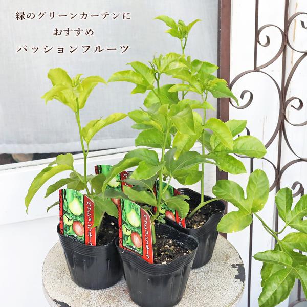 果樹苗 パッションフルーツ 3.5号(10.5cm) です。亜熱帯地域を原産とする南国の果物パッションフルーツ。花の形が時計に似ているため、時計草（トケイソウ）とも呼ばれています。つる性の多年草で暑さに強く成長早く育てやすいです。緑のカーテ...