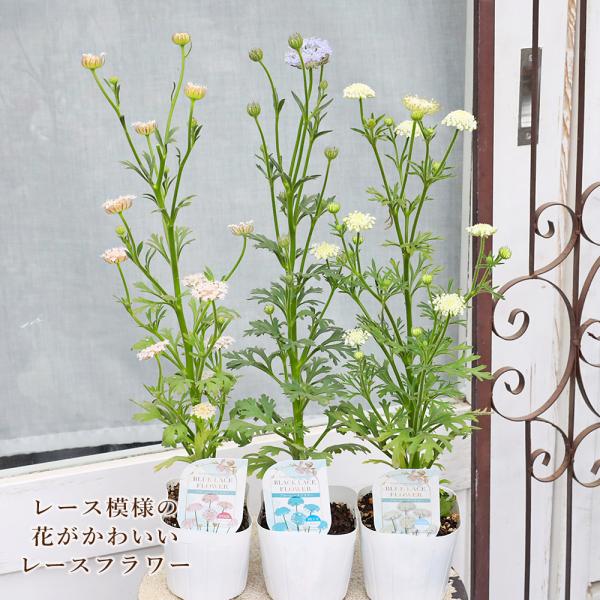 花苗 ブルーレースフラワー ピンク ホワイト 3号(9cm)です。パステルカラーのふわふわとレースのような花がかわいいブルーレースフラワー。優しい印象で、ナチュラルガーデン、アンティークガーデンによく合います。ブルーレースフラワーですが、お...