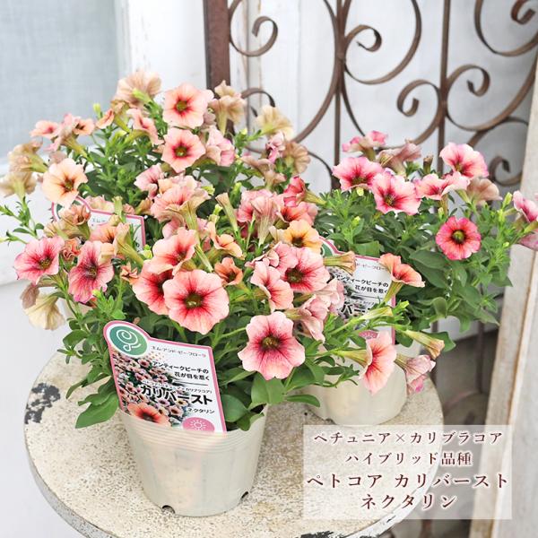 花苗 ペチュニア ペトコア ガリバースト ネクタリン 3.5号(10.5cm)です。ペチュニアの華やかな大きさと、カリブラコアの豊かな色彩・雨への強さをいいとこどりした、春から秋まで長く手軽にたくさんのお花を楽しめるハイブリッド品種です。ア...