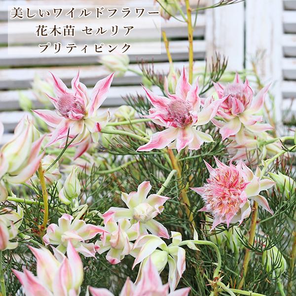 常緑花木 セルリア プリティピンク 7号(21cm) 高さ約80〜85cmです。個性的な独特な花姿に魅了される南アフリカやオーストラリア原産ワイルドフラワーのセルリア プリティピンク。花びらのような苞はホワイトからピンク色の優しい色合い、産...