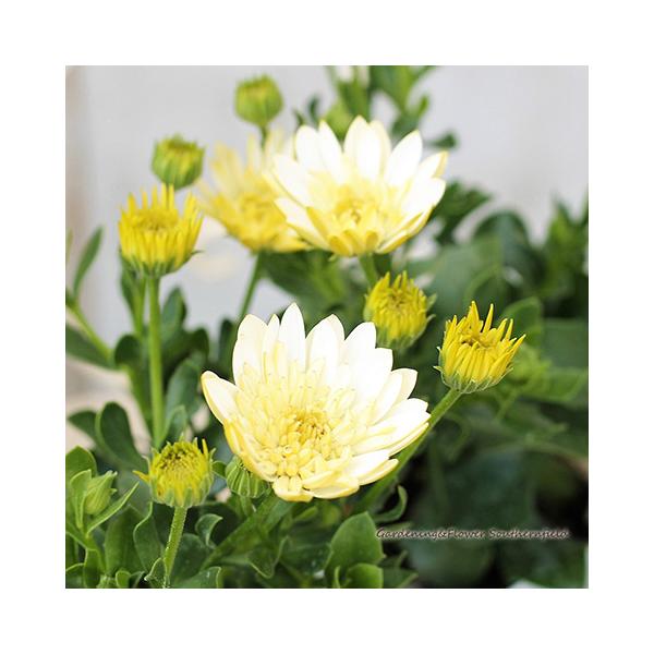 花苗 オステオスペルマム ダリーナダブル エリンコ 3.5号(10.5cm)苗です。八重咲き優しいパステルイエローの華やかなオステオスペルマムです。花びらの表はホワイト、裏がクリームイエローで春を思わせるようなキラキラ美しいです。蕾がたくさ...