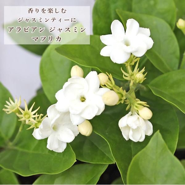 花苗 アラビアン ジャスミン 茉莉花 マツリカ 4号(12cm) です。香りのする上品で愛らしい白い花を咲かせます。花が咲いたらジャスミンの香りが漂い癒されます。夏の夕方から早朝に花開き一日花です。涼しい気温の初夏や秋は花が長持ちします。半...