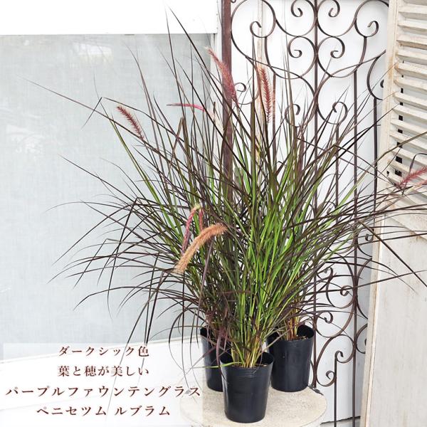 草花苗 パープルファウンテングラス ペ二セツム セタケウム ルブラム 3.5号(10.5cm) 高さ85〜90cmです。葉は黒みを帯びたダーク系銅葉色、花穂は赤紫色のブロンズカラーが美しいパープルファウンテングラス。秋気温が下がると色合いが...