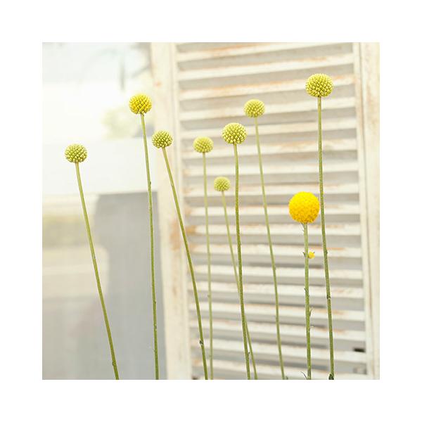 花苗 クラスペディア ゴルフビューティ 3号ポット(9cm)ポットです。花無し。剪定しています。黄色い丸い形の個性的な花のクラスペディアです。葉はシルバーカラーで花が終わってもカラーリーフとしても観賞できます。花壇、鉢植えのアクセントにおす...