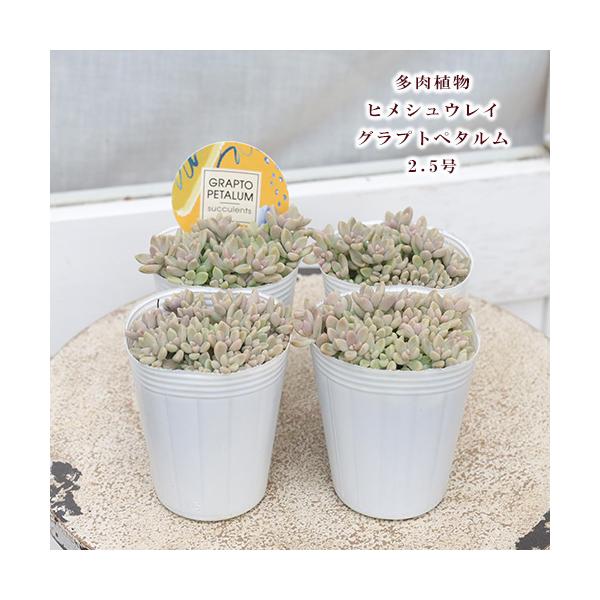 多肉植物 オーロラ セダム 3号(9cm)ポットです。ふっくらとした小さな丸い葉、優しい色合いのヒメシュウレイ。気温の高い時期はパステルグリーン色っぽくなり、気温が低くなるとピンク色に色付きます。落ちた葉で簡単に増やすこともでき、丈夫で育て...