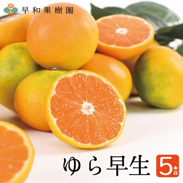 高い糖度ととろける薄皮が、暑さ残る10月にして完熟の早生みかんのような濃厚な味に仕上がっています。果皮に緑が残るままに中身は濃厚。また、極早生特有の酸味も残って、残暑の10月にぴったりのみかんといえます。L・M・Sサイズいずれかのお届け期間...