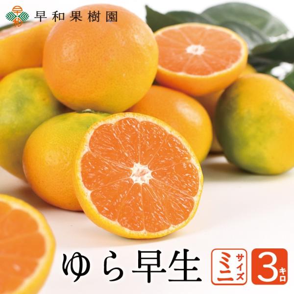 高い糖度ととろける薄皮が、暑さ残る10月にして完熟の早生みかんのような濃厚な味に仕上がっています。果皮に緑が残るままに中身は濃厚。また、極早生特有の酸味も残って、残暑の10月にぴったりのみかんといえます。小さいけれど甘味は抜群！期間限定の商...