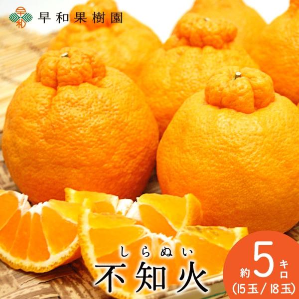 和歌山有田から《産地直送》今が旬の高級かんきつ！ジューシーな果肉、酸味と甘みが絶妙で柑橘ファンには人気の不知火（通称 デコポン）コクのある甘さと、ほどよい酸味の絶妙なバランスのしらぬい（不知火）清見とポンカンのかけあわせでできた、人気のある...