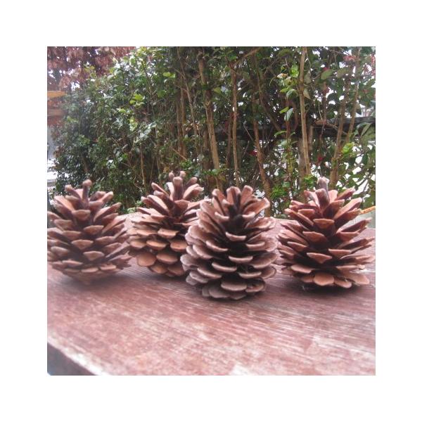 天然素材/山・自然素材/松ぼっくり（松かさ） 松ぼっくりは水につけると傘を閉じ、逆に乾燥すると開きます。 