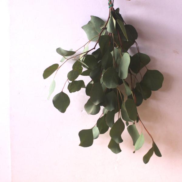 自然素材/ ユーカリ　ポポラス リーフ/ドライフラワー  全長：約30cm前後　約5〜10本１束（葉の付き具合によります） 