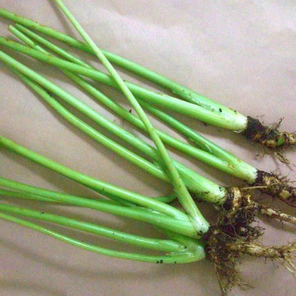 明日葉は株分かれしないで、単一で生涯をおくる多年草のセリ科の植物であり、主に伊豆諸島全域が自生地です。また、別名「八丈草」や「八丈セリ」と云われるように八丈島が原産地であることも有名です。※明日葉の苗の出荷までに10日前後かかる場合がござい...