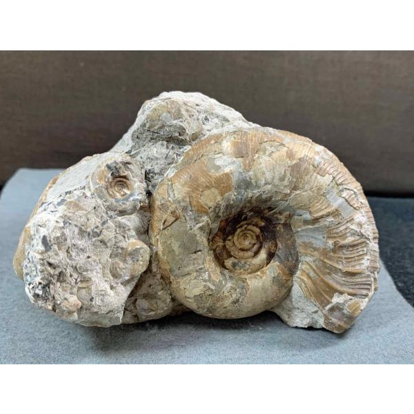 アンモナイト　ゴードリィセラス・テヌイリラタム　Gaudryceras tenuiliratum 北海道留萌郡小平町産　サントニアン　約12ｃｍ