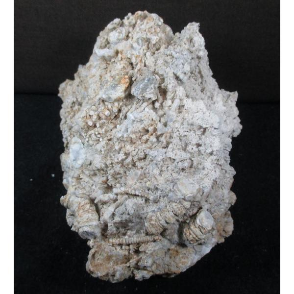 海百合(Sea Lilies)産地　岐阜県大垣市金生山古生代ペルム紀の石灰岩が雨水によって部分的に溶け去り、海百合の化石が浮き出たもの。