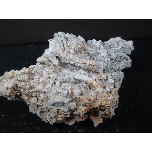 海百合(Sea Lilies)産地　岐阜県大垣市金生山古生代ペルム紀の石灰岩が雨水によって部分的に溶け去り、海百合の化石が浮き出たもの。