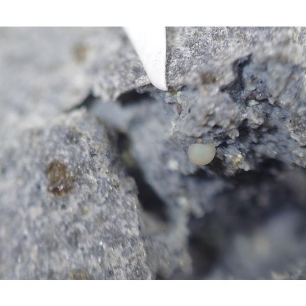 ランタン弘三石(KOZOITE-(La))産地　佐賀県東松浦郡肥前町満越2002年に承認された日本産新鉱物。第四紀のアルカリ玄武岩の空隙に小さな球状として見られます。その形状から一部コレクターの間では「タマちゃん」と呼ばれたこともあります。...