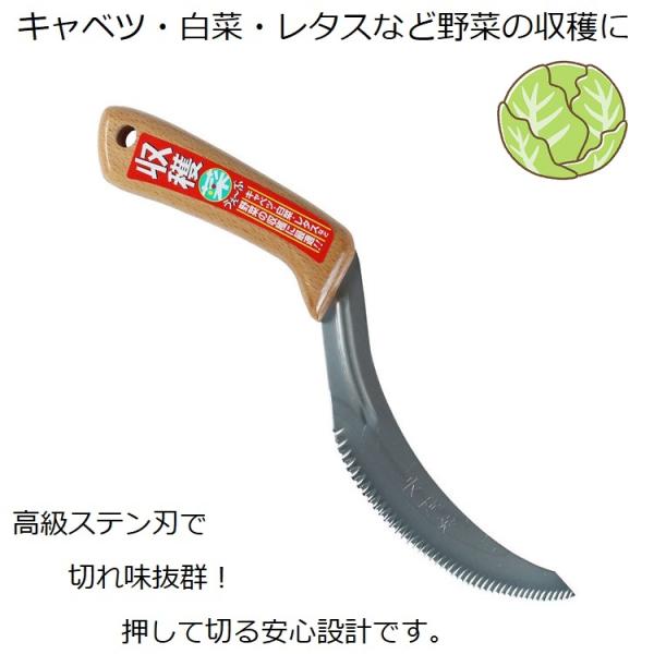 ■用途■・キャベツ・白菜・レタスなど葉物野菜の収穫に最適です。■特長■・押して切るタイプのため、切断時に刃部が体から離れて安心です。・根元から半分がダブル刃（両刃）状態。目がイバラ状になっており、切断対象物に対して食いつきが良い。・刃先にか...