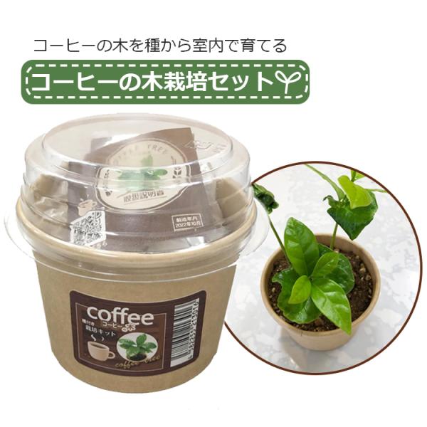 ■用途■・コーヒーの木を種から室内で育てる栽培キットです。■特長■・室内で栽培可能で、発芽まではフタをつけたまま栽培できます。・発芽に温度が必要なため、4〜9月の栽培がおすすめです。・置き場所は玄関、キッチン、リビング、脱衣場、オフィスなど...