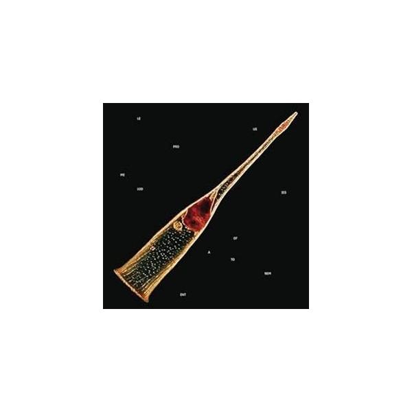 【発売日：2024年08月30日】種別:CD 【輸入盤】 洋楽ロック 発売日:2024/08/30 登録日:2024/07/19 レプロス メロディーズ・オブ・アトウンメント 内容:1. Silently Walking Alone2. A...