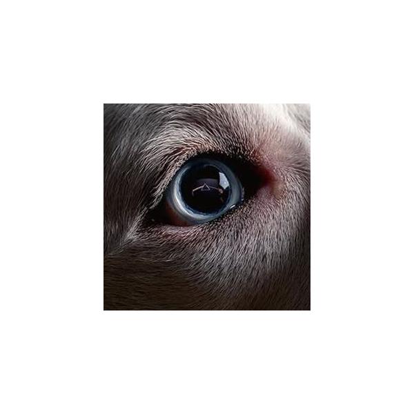 【発売日：2023年09月08日】種別:CD 【輸入盤】 洋楽ロック 発売日:2023/09/08 登録日:2023/11/17 ウォーターズ・ロジャー（デジ） ダーク・サイド・オブ・ザ・ムーン・リーダクス