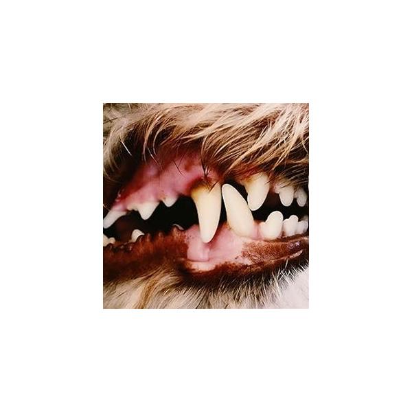 【発売日：2025年05月09日】種別:LP 【輸入盤】 洋楽ロック 発売日:2025/05/09 登録日:2025/03/24 ルシウス ルシウス 内容:［Side A］1. Final Days2. Gold Rush3. Do It ...