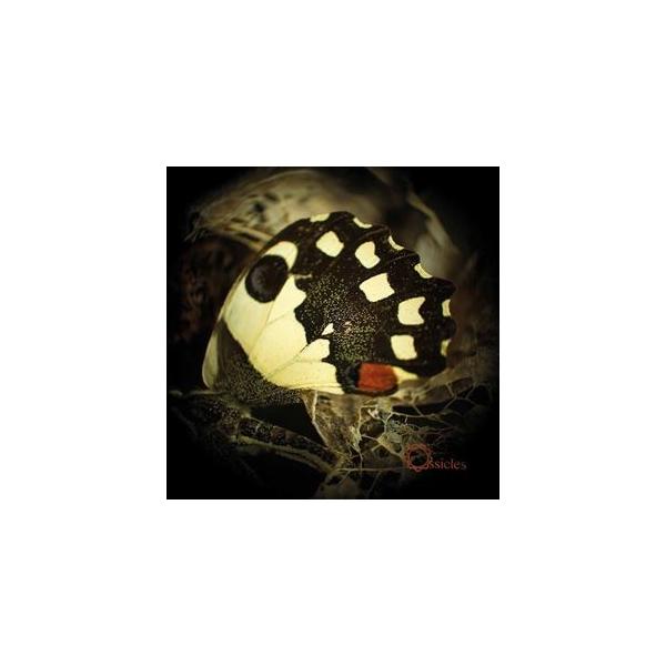 【発売日：2015年11月06日】種別:CD 【輸入盤】 洋楽ロック 発売日:2015/11/06 登録日:2016/07/28 オシクルズ ミュージック・フォー・ウェイストランズ 内容:1. Halfway Homes2. Darkroo...