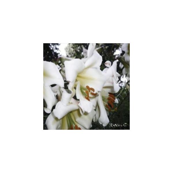 【発売日：2012年09月22日】種別:CD 洋楽ハードロック/ヘヴィメタル ※こちらの商品はインディーズ盤にて流通量が少なく、手配できない場合がございます 発売日:2012/09/22 販売元:ウルトラ・ヴァイヴ 登録日:2012/08/...