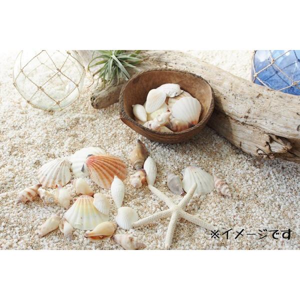 色々な貝殻をバスケットに詰め合わせました。バスケットから出してディスプレイしても、そのまま置いても画になります。 ※天然素材のため、独特のにおいがあります。匂いが気になる場合は、風通しのいいところに置いておくと多少、和らぎます。 ※形や大き...