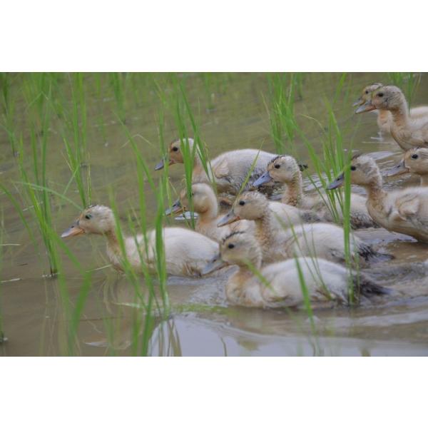 アイガモ君が田んぼで除草・虫取りしてくれた、無農薬・有機肥料のみのアイガモ米。つなぐ棚田遺産に2022年に選定された「川谷もより棚田群」にある田んぼで育てました。苗を育てるところから細心の注意を払い、種籾はお湯で殺菌。アイガモ君が除草し、害...