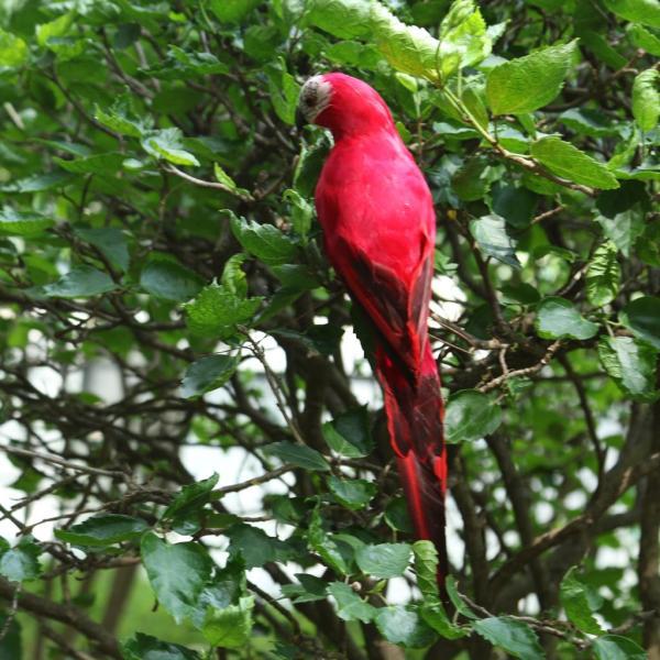 説明:自然に鳥の装飾、マコウのオウム、非常に鮮やかで非常に詳細な庭の装飾、鳥の足に鉄のワイヤーを固定するのに適しています。 手作りの人工羽鳥、現実的なモデルのおもちゃ、教材。 動物像芝生装飾品、素晴らしい屋内または屋外の装飾、植物の装飾。 ...