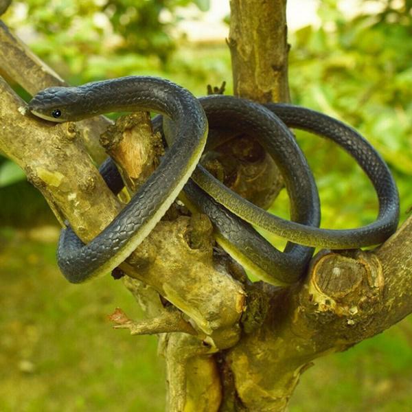 説明:47インチの大きなリアルなラバースネーク.素材:成形であれ.物理的な感触であれ.環境にやさしい柔らかいゴムでできており.他のラフな製品とは異なり.本物のヘビを非常に模倣しています.長さ:長さ約47インチ/ 120cm.実際のヘビのサイ...