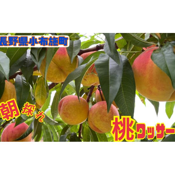 【発売日：2026年08月01日】信州生まれたの新食感フルーツ「ワッサー」は、ネクタリンと白桃から誕生した品種で硬めの食感が特徴の珍しい桃です。香り高く、さわやかな甘みと酸味がバランス良く調合しています硬めの果肉のため、時間が経っても柔らか...