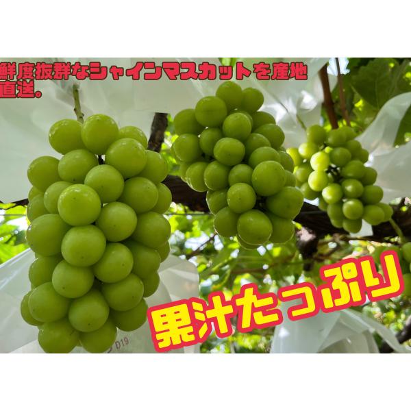 【発売日：2026年09月29日】糖度は20度程度と高く酸味も低いため食味は甘く感じます。 果皮色は黄緑色で、肉質が崩壊性（よく噛み切れる硬めの肉質のこと）で硬く、香気はマスカット香です。シャインマスカットは皮のまま食べられるブドウのため、...