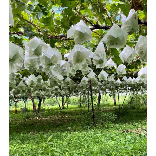 【発売日：2026年09月26日】糖度は20度程度と高く酸味も低いため食味は甘く感じます。 果皮色は黄緑色で、肉質が崩壊性（よく噛み切れる硬めの肉質のこと）で硬く、香気はマスカット香です。シャインマスカットは皮のまま食べられるブドウのため、...