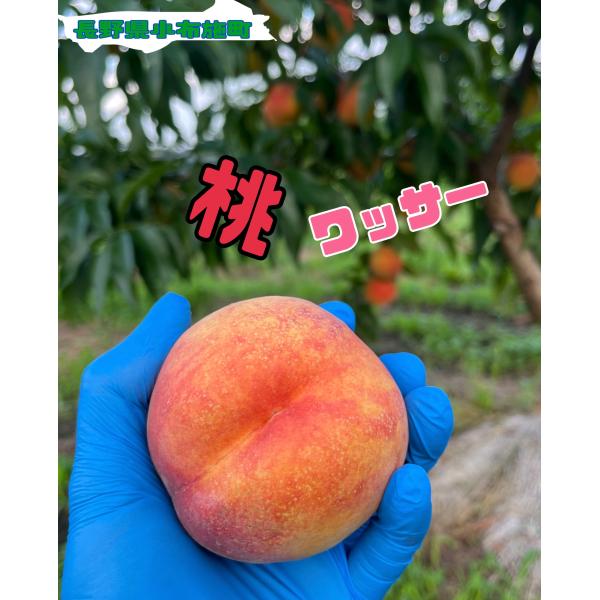 【発売日：2026年08月01日】信州生まれの新食感 フルーツ ワッサーは、ネクタリンと白桃から誕生した品種で、硬めの食感が特徴の珍しい桃です。 香り高く、さわやかな甘味と酸味があり調和しています。 硬めの果肉の為、時間が経っても柔らかくな...