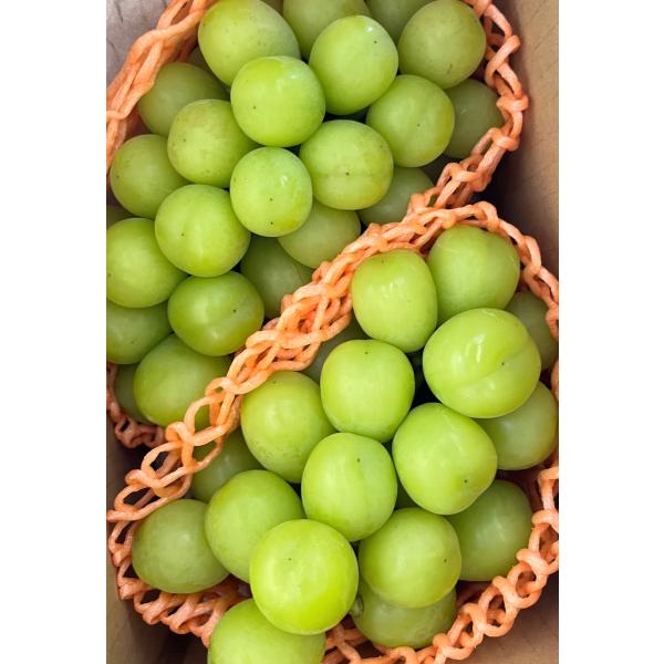 【発売日：2026年09月29日】糖度は20度程度と高く酸味も低いため食味は甘く感じます。 果皮色は黄緑色で、肉質が崩壊性（よく噛み切れる硬めの肉質のこと）で硬く、香気はマスカット香です。シャインマスカットは皮のまま食べられるブドウのため、...