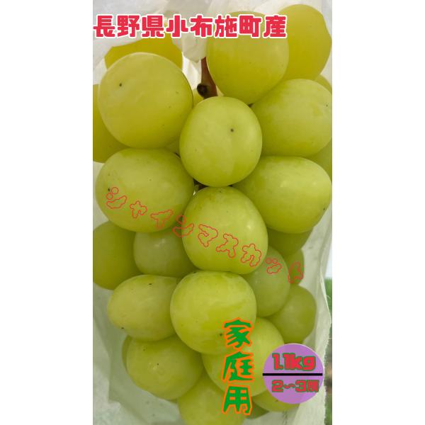 【発売日：2026年09月24日】糖度は20度程度と高く酸味も低いため食味は甘く感じます。 果皮色は黄緑色で、肉質が崩壊性（よく噛み切れる硬めの肉質のこと）で硬く、香気はマスカット香です。シャインマスカットは皮のまま食べられるブドウのため、...