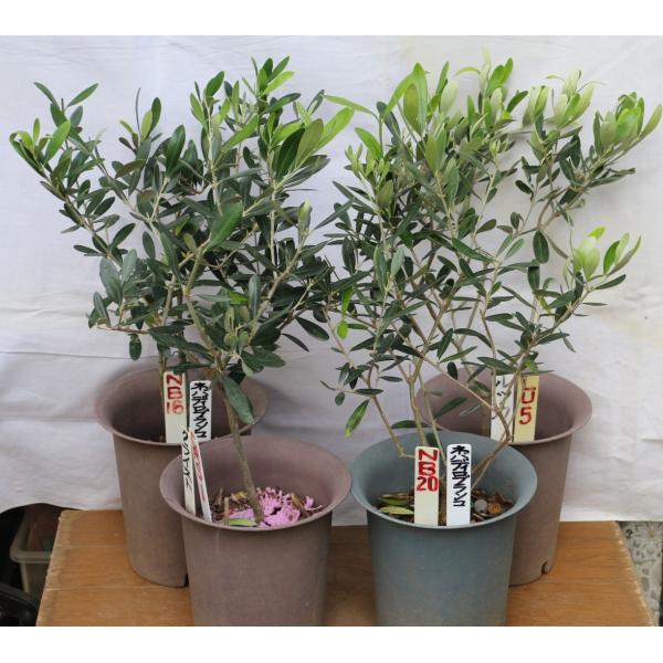 ”うちのオリーブには実がつかない”　とはよく聞く言葉です。多くのオリーブは異なる品種間での受粉を必要とします。そのため2鉢をひとつの設定送料でお求めいただける商品をご用意いたしました。画像とこの商品情報から鉢記号(ほぼ画像の順番に並べていま...