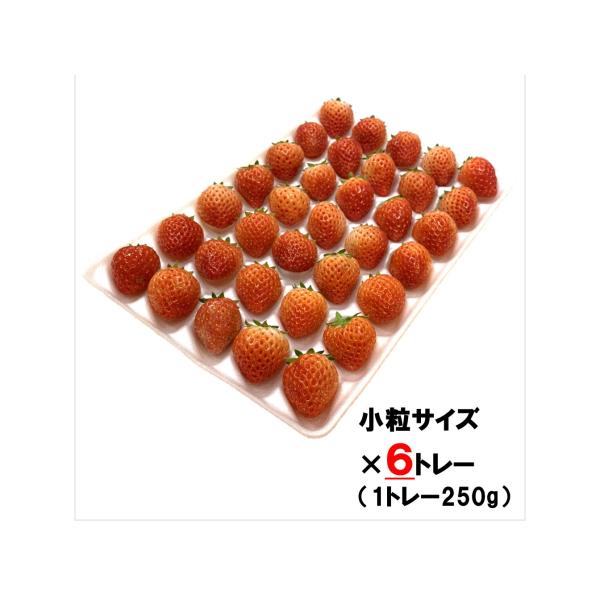 【発売日：2025年07月13日】◆「なつあかり」「夏のしずく」とは？今まで輸入品や加工用品種しか無かった日本の夏に、おいしいイチゴを取り戻すために国の研究機関が総力をあげて開発した夏イチゴ品種です。従来の夏イチゴのイメージを覆すほどの食味...