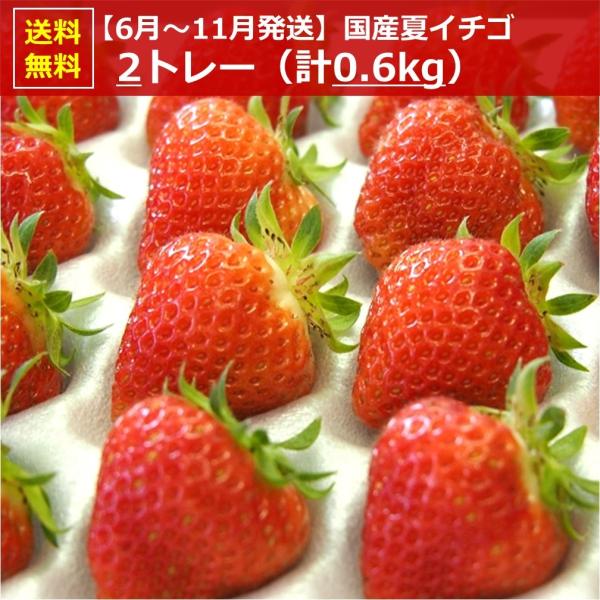 【発売日：2025年10月10日】◆「なつあかり」「夏のしずく」とは？今まで輸入品や加工用品種しか無かった日本の夏に、おいしいイチゴを取り戻すために国の研究機関が総力をあげて開発した夏イチゴ品種です。従来の夏イチゴのイメージを覆すほどの食味...