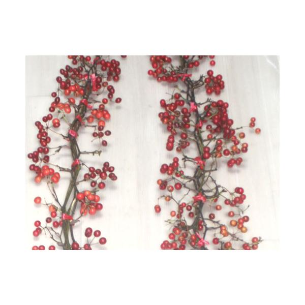 ブルーアイスは　仕入れ状況により　１本ずつ　形や大きさが　微妙に異なります　ご容赦ください長さ６０ｃｍ強生花ですので　長期の取り置きはお断りします細かい周期で市場から仕入れており　毎回価格が変わります