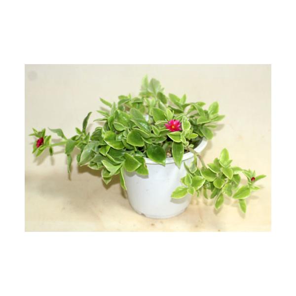 可愛い赤い花が咲きます肉厚の葉を持つ多肉植物の一種ですが、耐寒性があり、生育旺盛でよく茂るため、花壇でも利用されます。南アフリカに分布するハマミズナ科アプテニア属の常緑性多年草ですベビーサンローズの花期は5月〜9月。※気温があれば周年開花します