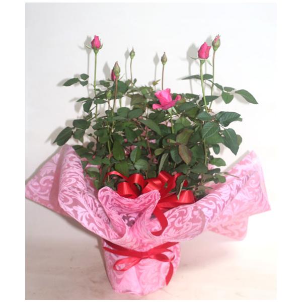 ５号プラ鉢のミニバラを　豪華にラッピングいたしました<br>レッド・濃ピンク　のお色があります<br>少し　イエローのお色が　混じるものもあります。<br>高さ５０〜５５センチ位<br>&lt...
