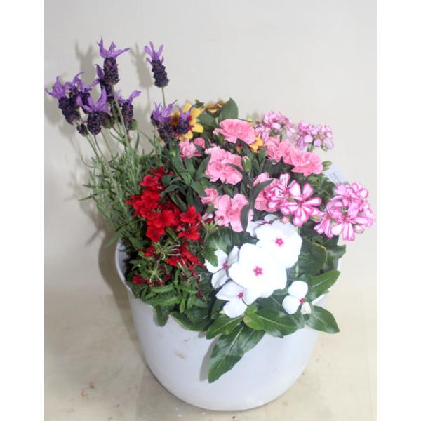 八号サイズの樹脂製鉢に　季節の鉢花６種類を入れてびっしりと華やかに寄せ植えします。土にもこだわってよいものを使用していますよ！　上手に育てて　永く咲かせてください。商品サイズ：直径３０ｃｍ高さ４０ｃｍ前後