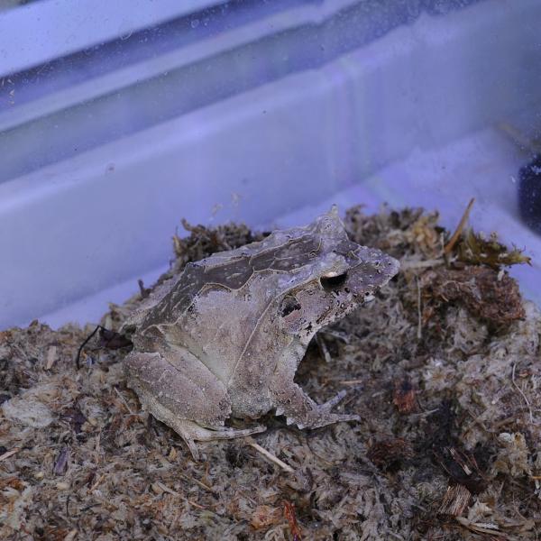 ■種類：ソロモンハナトガリガエル■原産国：WC■発送個体：ソロモン諸島■体長：約8cm（成体時）■寿命：約5〜10年※画像はお送りする個体とは異なりますサイズは6ｃｍ前後です。発送時点で元気な個体を厳選してお送りいたします。飼育方法■飼育環...