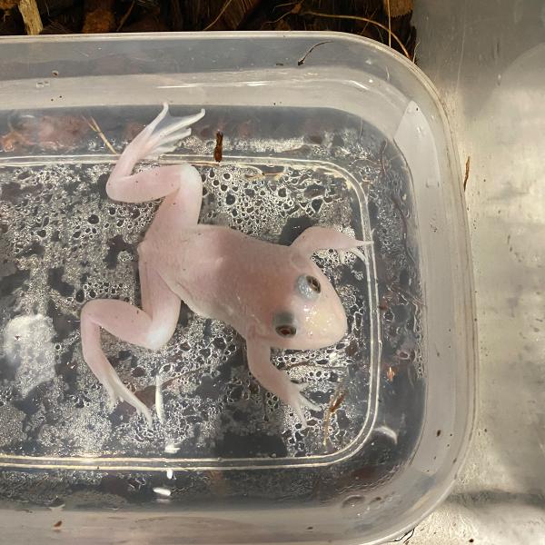 ■種類：ババトラフガエル(リューシスティック　Mサイズ）■原産国：タイ■発送個体：CB（人工飼育下で繁殖した個体です）■体長：約10cm■寿命：約5〜10年※画像の中の個体からお送りいたします。発送時点で元気な個体を厳選してお送りいたします...