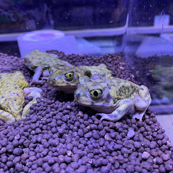 ■種類：コーチスキアシガエル■原産国：アメリカ■発送個体：WC■体長：6-9cm（成体時）■寿命：5〜10年※お送りする個体は画像の中かとなります。発送時点で元気な個体を厳選してお送りいたします。飼育方法■飼育環境：やや乾燥した環境に生息し...